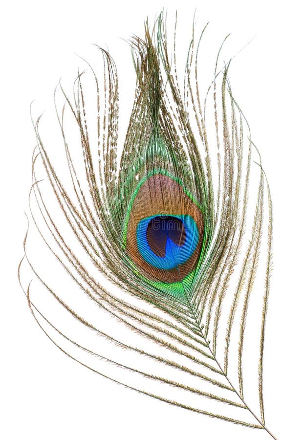Peacock Feather Isolated stock photo. Image of background - 9713282 Peacock Feather Isolated stock photo. Image of background - 9713282