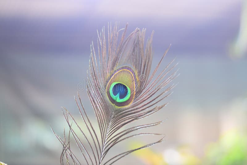 Feather Mayilpeeli Stock Photos - Free & Royalty-Free Stock Photos from ...