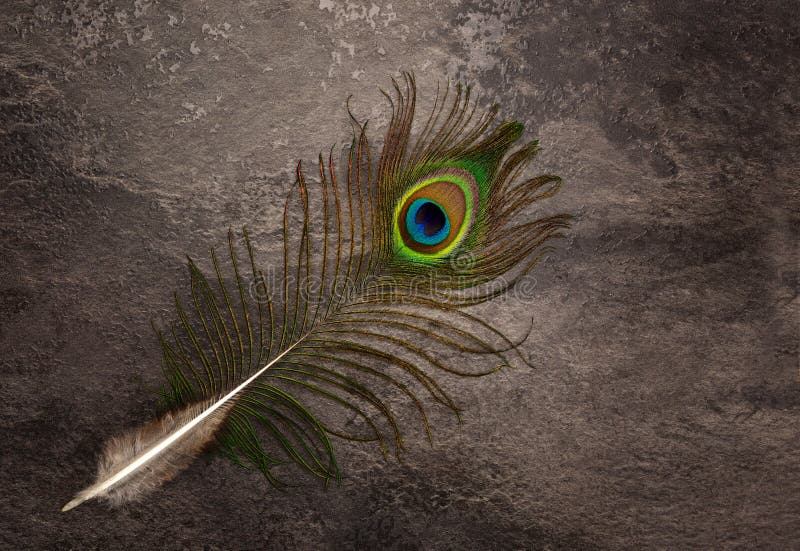 Peacock Feather Isolated on Dark Slate Background Stock Photo - Image ...
