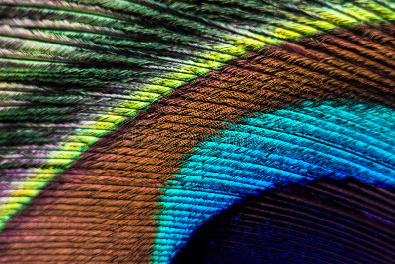 Peacock feather macro stock photo. Image of nature, macro - 162571862