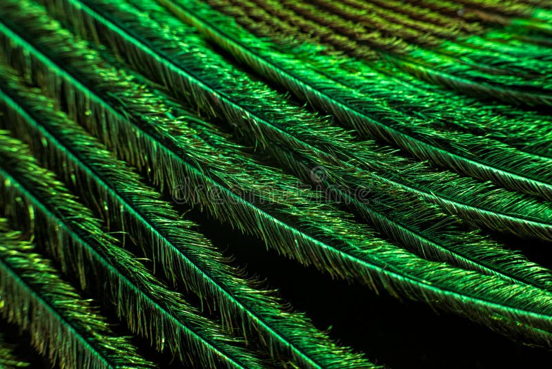 Color Transitions on the Wilted Leaf of a Plant Stock Photo - Image of ...