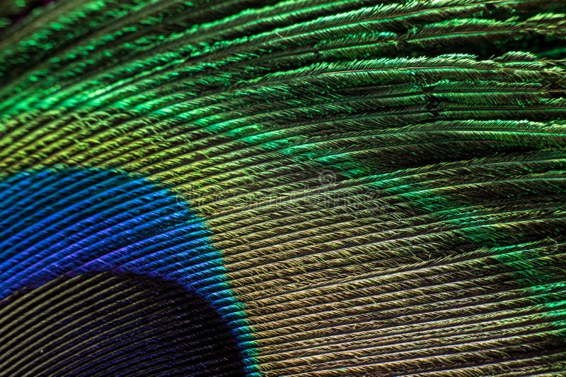 Peacock Feather Macro. Peacock Feather Close-up with Clear Lines and ...