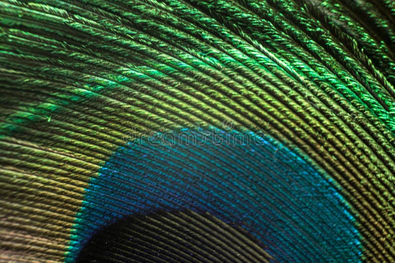 Color Transitions on the Wilted Leaf of a Plant Stock Photo - Image of ...