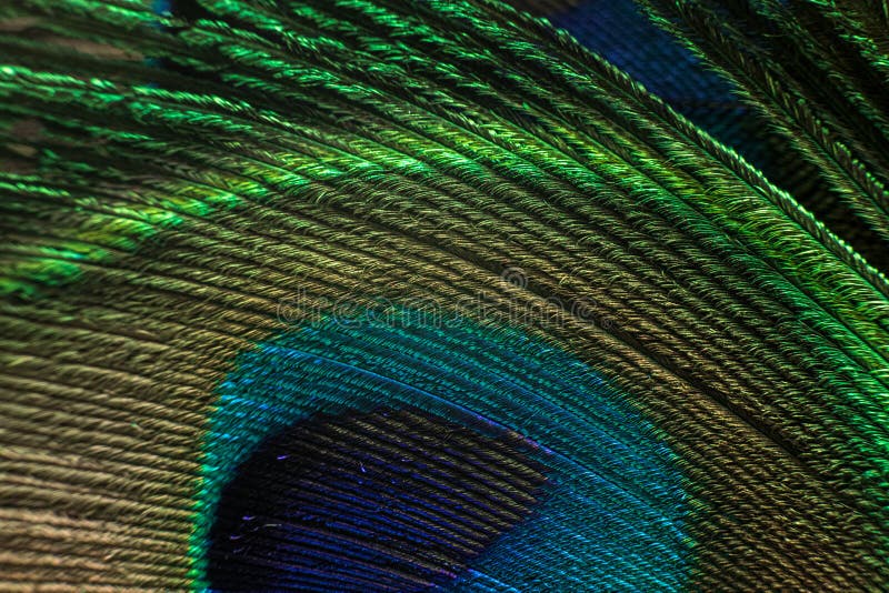 Peacock Feather Macro. Peacock Feather Close-up with Clear Lines and ...