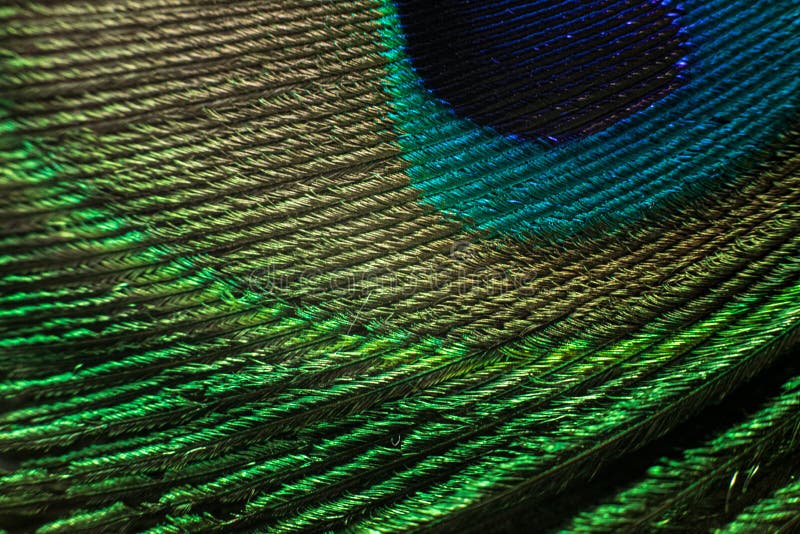 Peacock Feather Macro. Peacock Feather Close-up with Clear Lines and ...