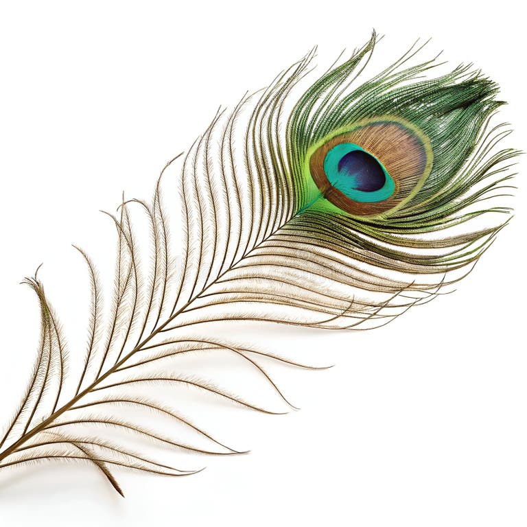 Peacock Feather â€ Mor Pankh Isolated Stock Illustration - Illustration ...