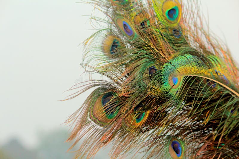 Real peacock live pic stock image. Image of real, peacock - 240809295