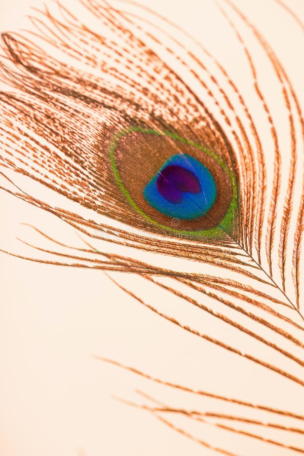 Peacock Feather on Pastel Color Paper Background Background Stock Photo ...