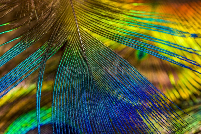 Peacock Feather Pattern Macro Peacock Feathers Closeup Bright Colors ...