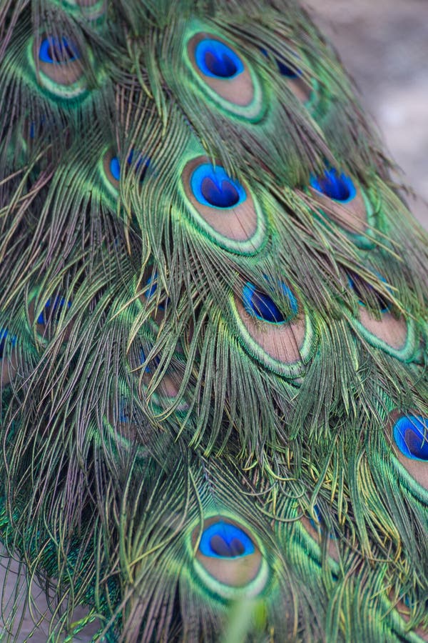 Peacock feather pattern stock image. Image of close, tail - 95877773