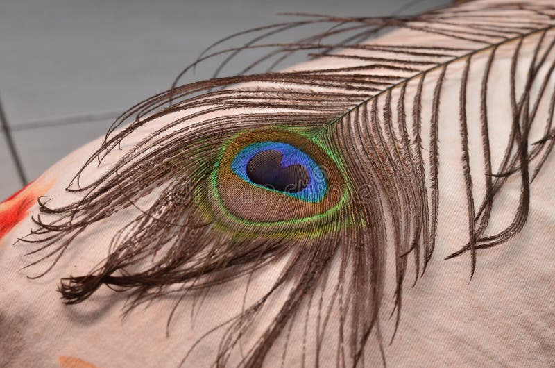 Peacock feather stock image. Image of color, perfect - 166181053