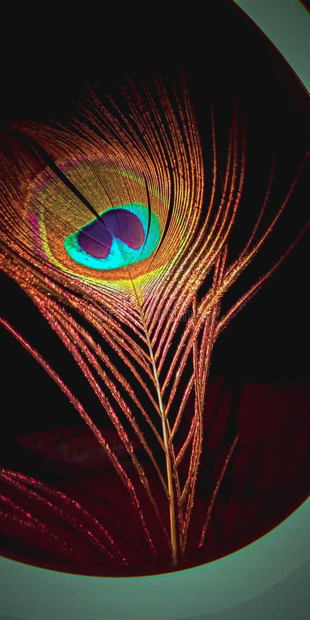 Peacock Feather Photography Stock Photo - Image of light, glass: 201145538