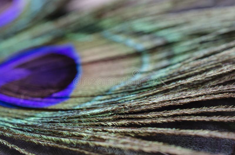 Peacock Feather with a Picturesque Pattern Stock Photo - Image of ...