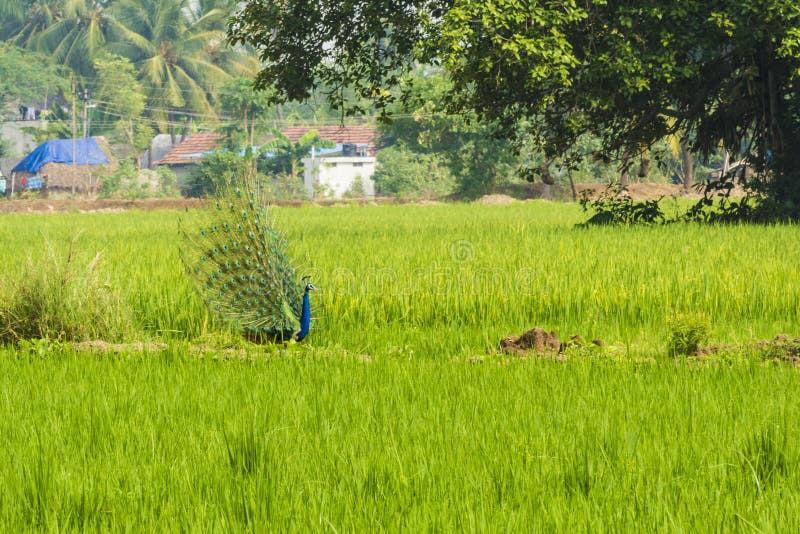 Peacock Feather`s Beauty on Paddy Field Stock Image - Image of reflect ...