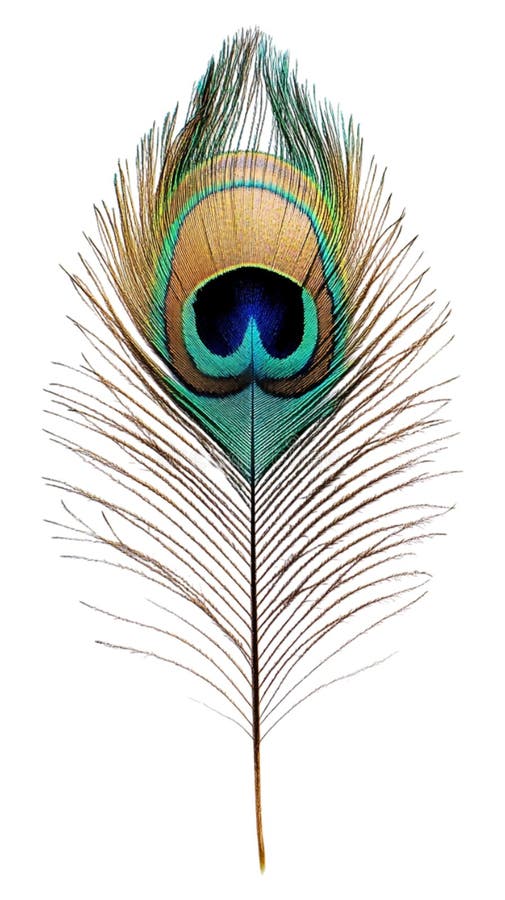 Animated Peacock Feather Stock Illustrations – 104 Animated Peacock ...