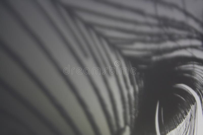 Peacock Feather Shadow on the White Wall. Stock Photo - Image of decor ...