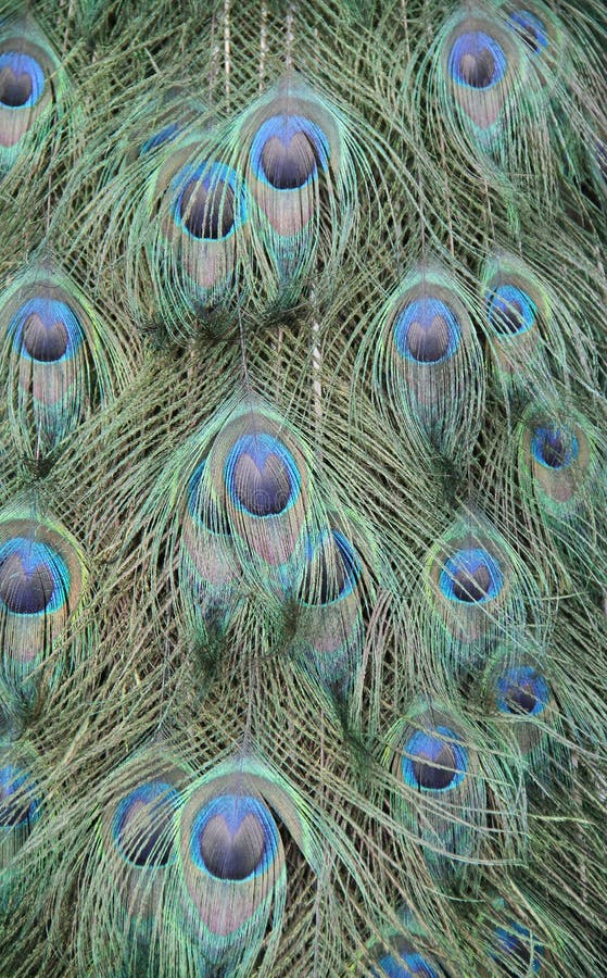Peacock feather texture stock image. Image of color, animal - 26975087