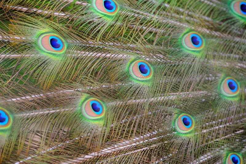Peacock feather texture stock photo. Image of elegant - 77835296