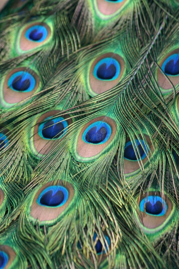 Peacock with Red Feathers stock photo. Image of surreal - 38865318