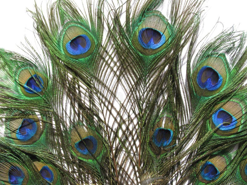 Peacock feathers stock photo. Image of peacock, feather - 11098732
