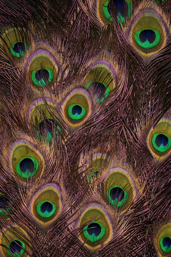 Big white feather stock image. Image of color, softness - 11366451