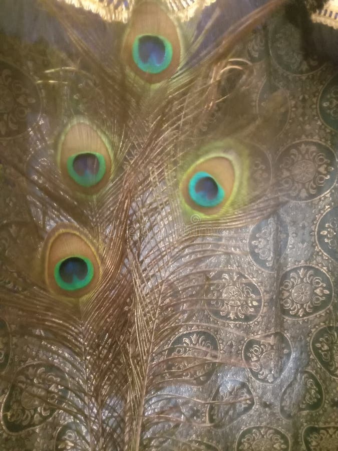 Peacock Feathers beautiful stock image. Image of animal - 218740335