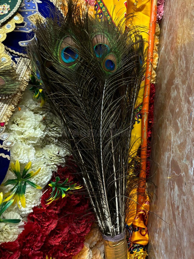 Peacock Feathers in a Bundle Stock Photo - Image of painting, glitter ...