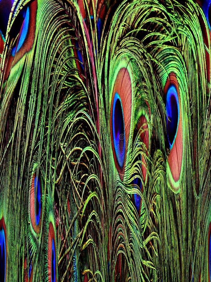 Gradient Color Peacock Feathers Stock Photos - Free & Royalty-Free ...