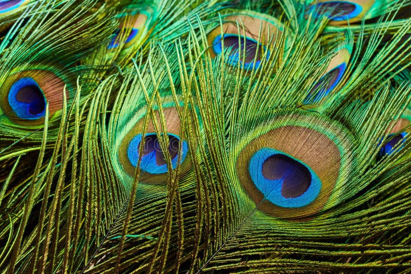 Peacock with Red Feathers stock photo. Image of surreal - 38865318