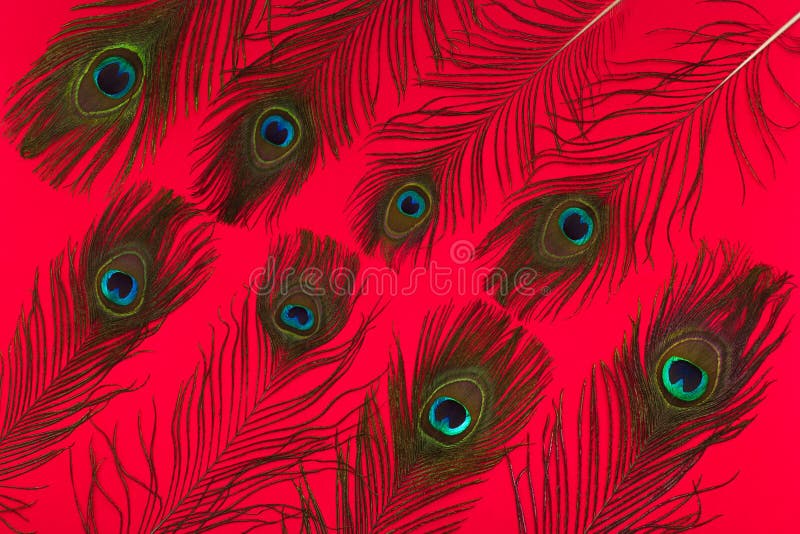 Peacock with Red Feathers stock photo. Image of tailfeathers - 39038198