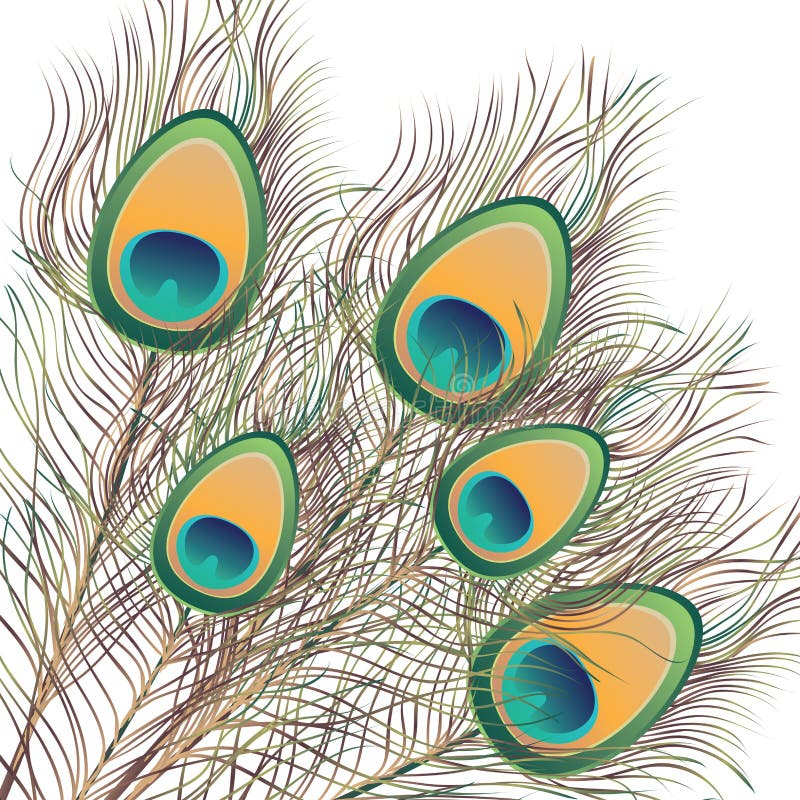 Peacock Feathers Illustration Stock Vector Illustration Of Isolated