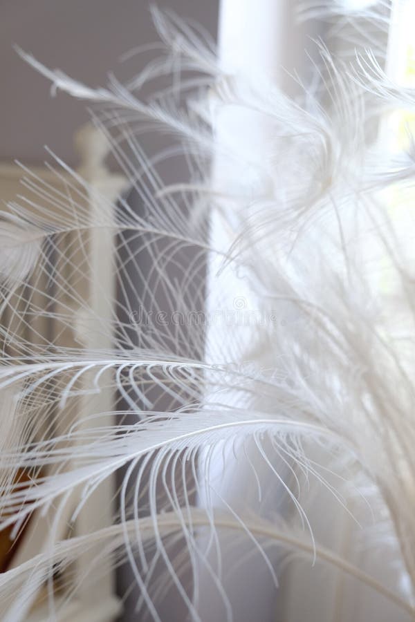 Peacock Feathers in Interior Decoration Stock Image - Image of vase ...
