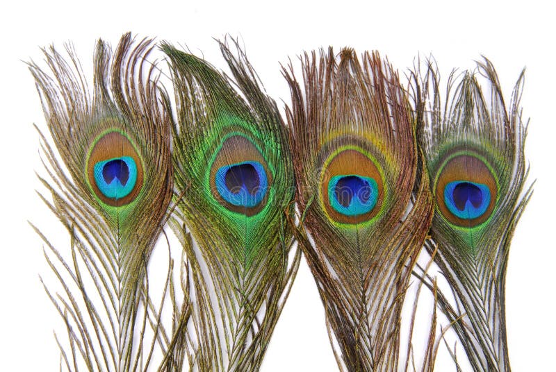 Peacock feathers isolated stock image. Image of feathers - 81046807