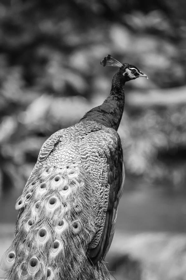 135 Back View Peacock Feathers Stock Photos - Free & Royalty-Free Stock ...