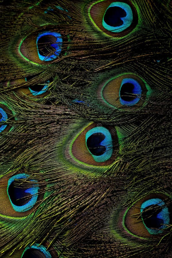 279 Seamless Peacock Feathers Stock Photos - Free & Royalty-Free Stock ... 279 Seamless Peacock Feathers Stock Photos - Free & Royalty-Free Stock ...