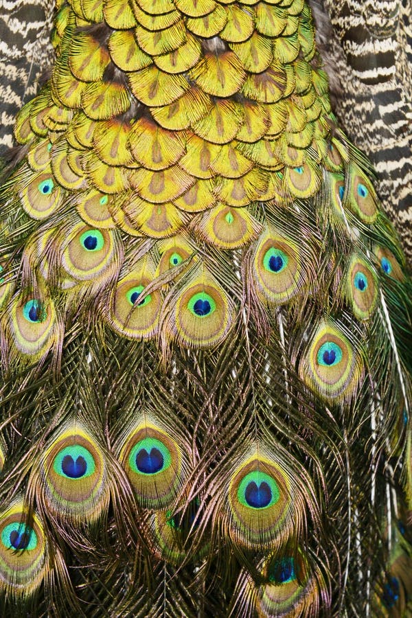 Peacock feathers stock photo. Image of natural, spring - 307097952