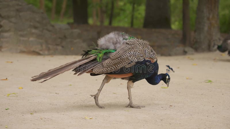 Peacock Feeding at a Free Range Nature Reserve Stock Video - Video of ...