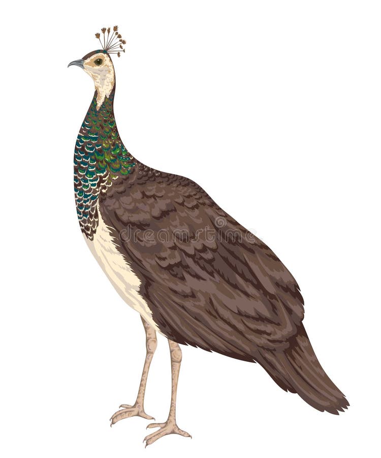 Peahen Clipart Sun