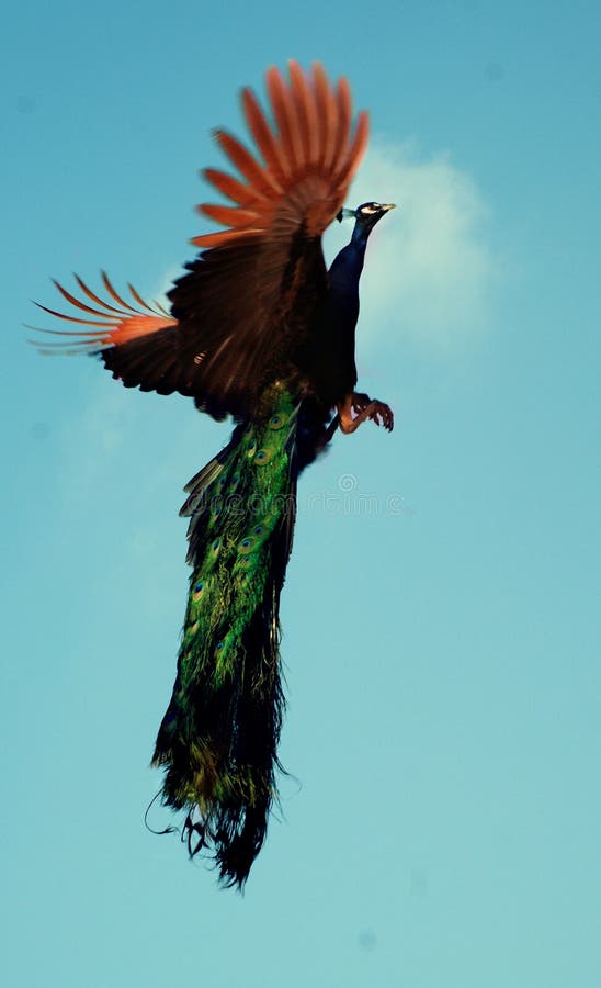 Peacock in flight stock photo. Image of blue, bueaty - 13811646
