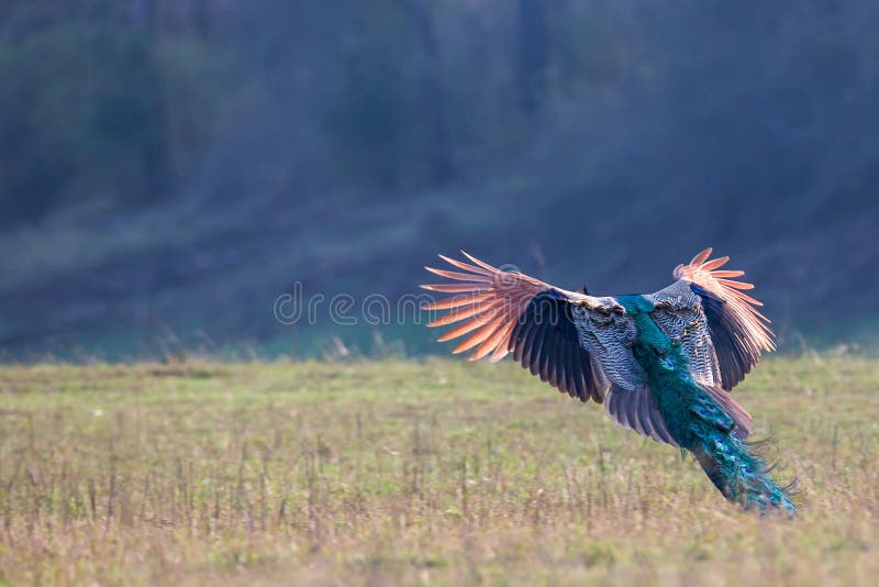Peacock in flight stock photo. Image of blue, bueaty - 13811646