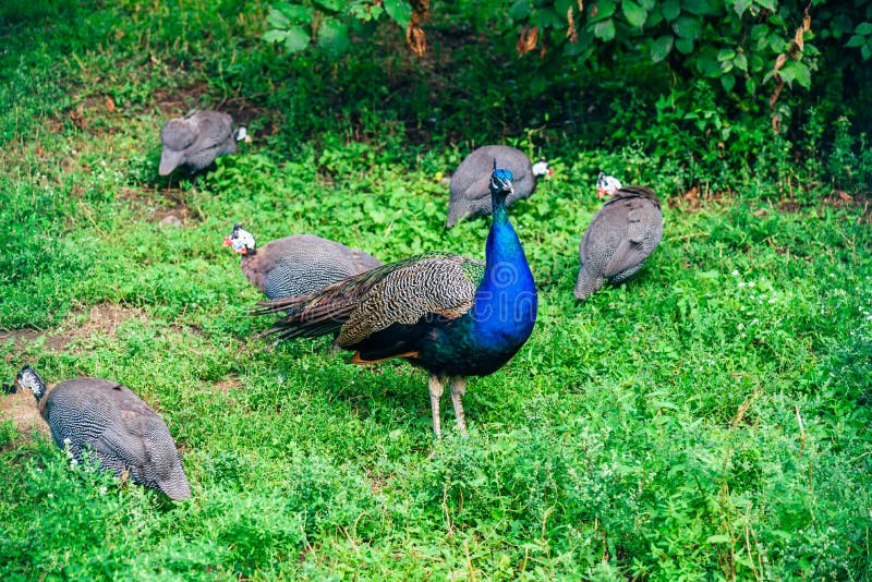 Peacock flock on lawn. stock image. Image of meat, nature - 129960851