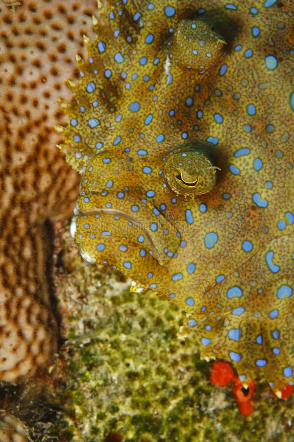 Peacock Flounder (bothus Lunatus) Stock Image - Image of marine, ocean ...