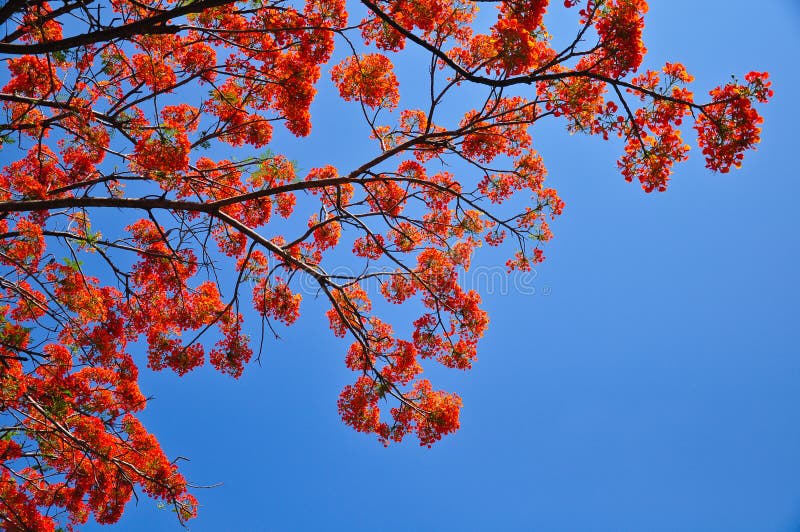 Peacock Flower stock photo. Image of caesalpinia, beautiful - 14083982
