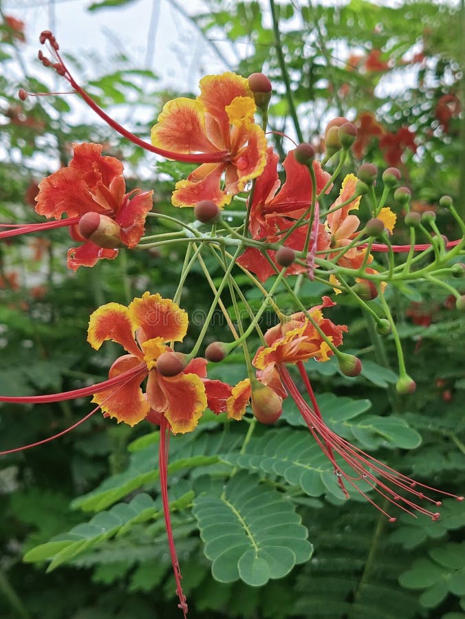 Peacock Flower (Caesalpinia Pulcherrima) Tree Stock Photo - Image of ...