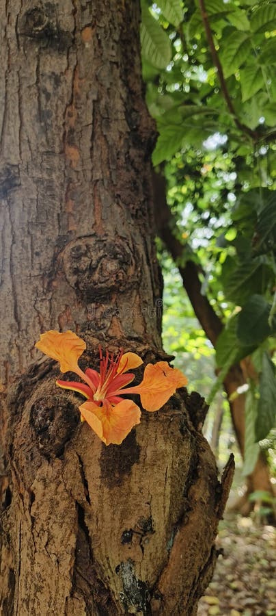 Peacock Flower & X28;Caesalpinia Pulcherrima& X29; and Trees Stock ...