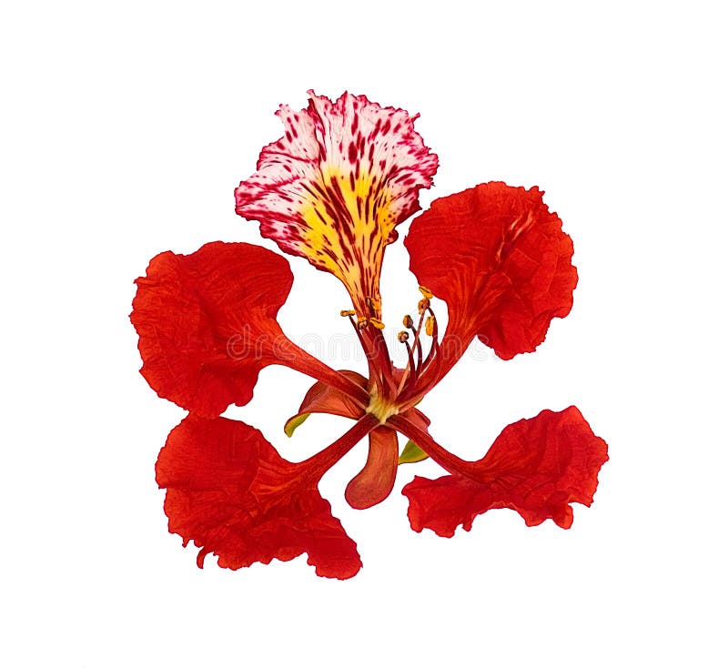 Flamboyant Flower Drawing