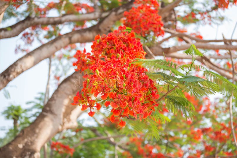 Peacock Flower stock image. Image of garden, peacock - 72019925