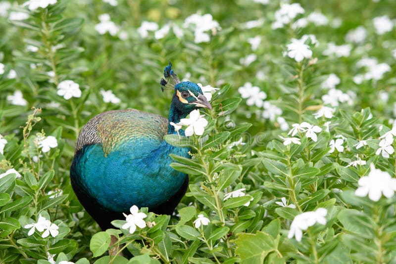 Peacock stock photo. Image of flowers, flower, attraction - 79736228