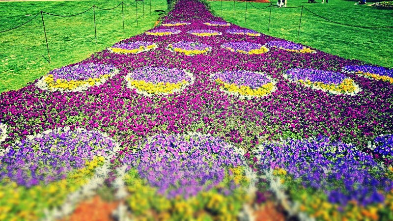 Peacock Flower Tail stock photo. Image of beautiful, peacock - 72231788