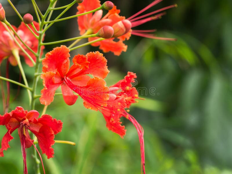 The Peacock Flowers Blooming Stock Photo - Image of paradise ...